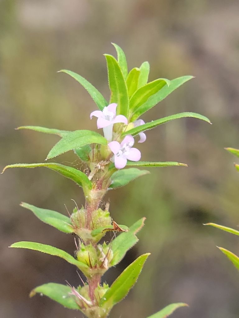 rough buttonweed from Punta Gorda, FL 33955, USA on September 14, 2022 ...