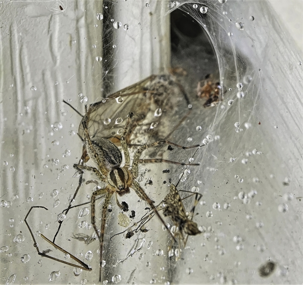 Grass Spiders from Nanaimo, BC, Canada on September 14, 2022 at 11:43 ...