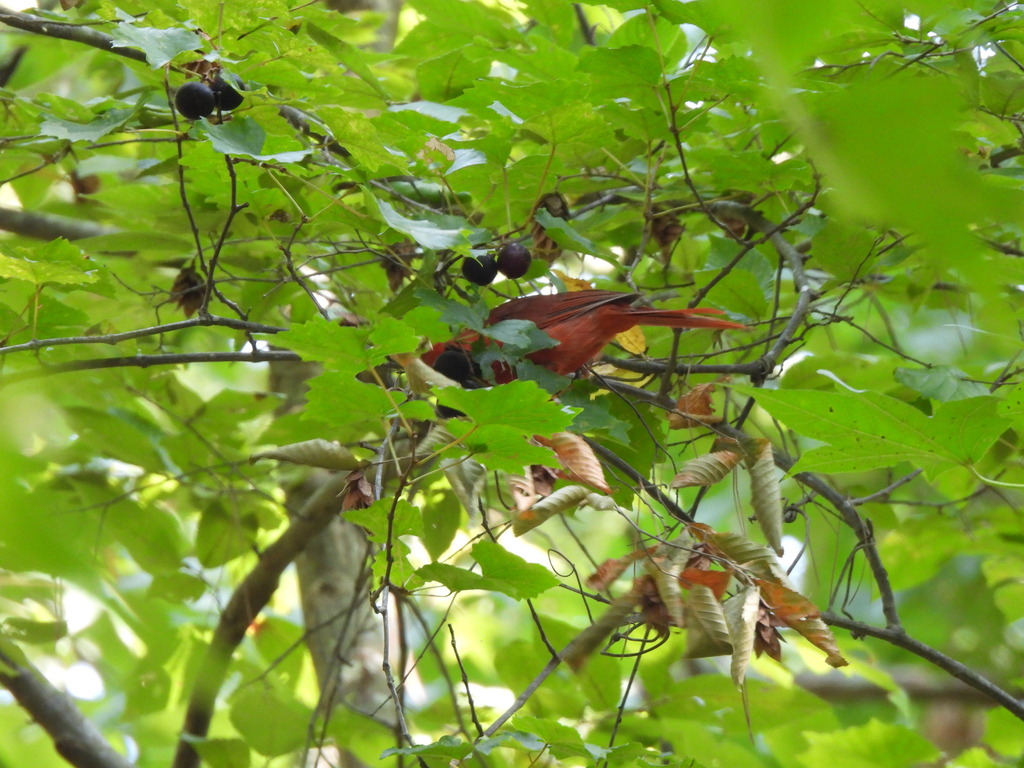 Northern Cardinal from Hot Springs, AR, USA on September 14, 2022 at 12 ...