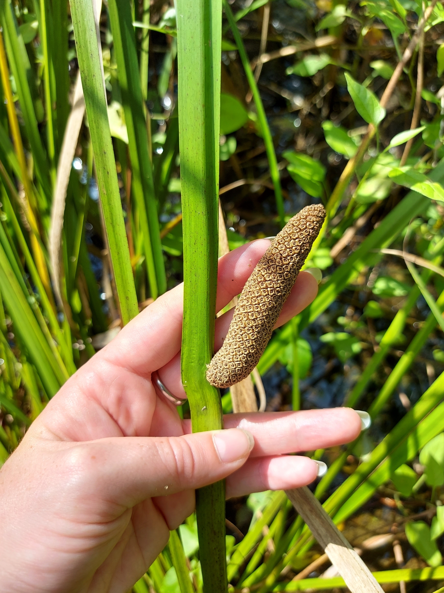 Acorus americanus (Raf.) Raf.