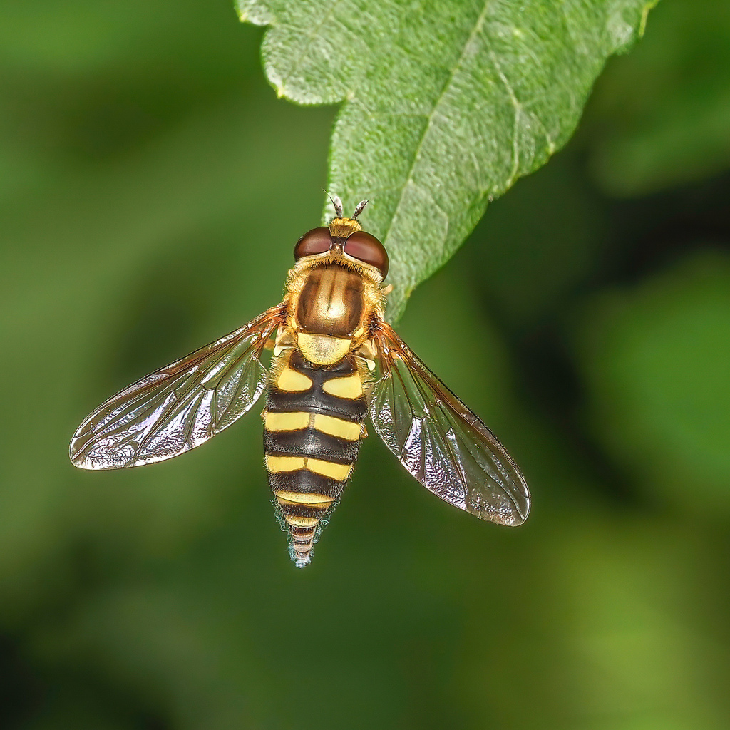 Common Flower Flies from Wiley Ave, Winston Salem NC, USA on September ...
