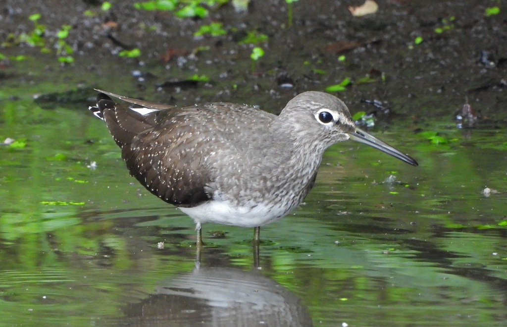 Green Sandpiper from Maple Cross, UK on 13 September, 2022 at 01:34 PM ...