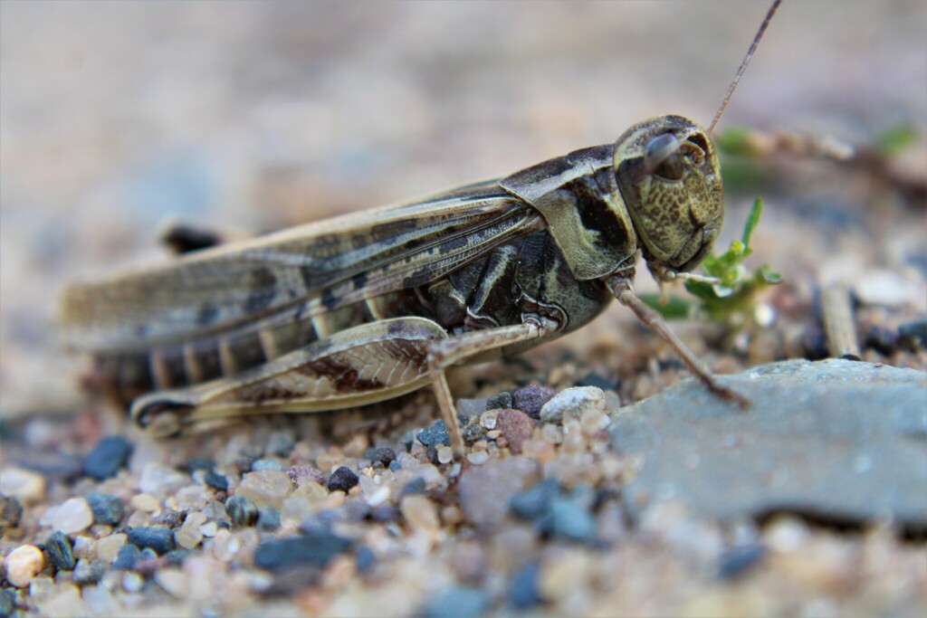 Clear-winged Grasshopper from Alberta, MI 49946, USA on September 11 ...