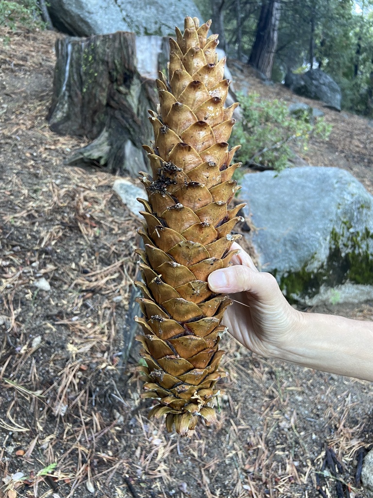 sugar pine from San Bernardino National Forest, Pine Cove, CA, US on September 14, 2022 at 08:13 ...