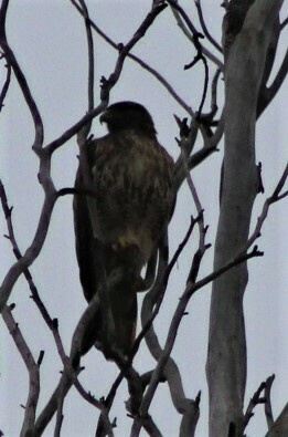 Red-tailed Hawk from Chula Vista, CA, USA on September 14, 2022 at 07: ...