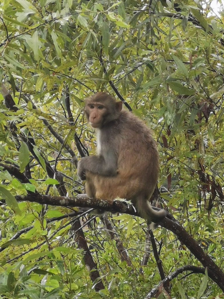 Rhesus Macaque from Silver Springs, Floride, États-Unis on July 12 ...