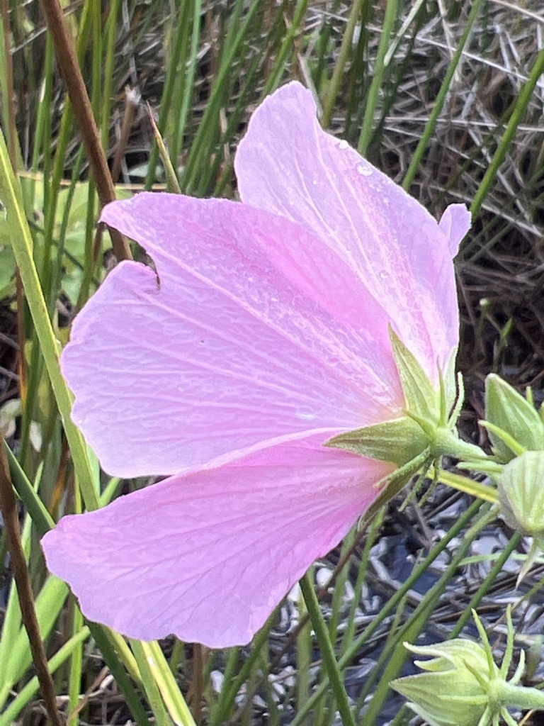 Saltmarsh mallow from E Lyon Station Rd, Butner, NC, US on September 12 ...