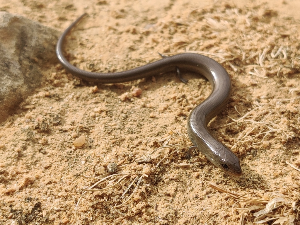 Western Three-toed Skink from Frías, 09211, Burgos, España on September ...