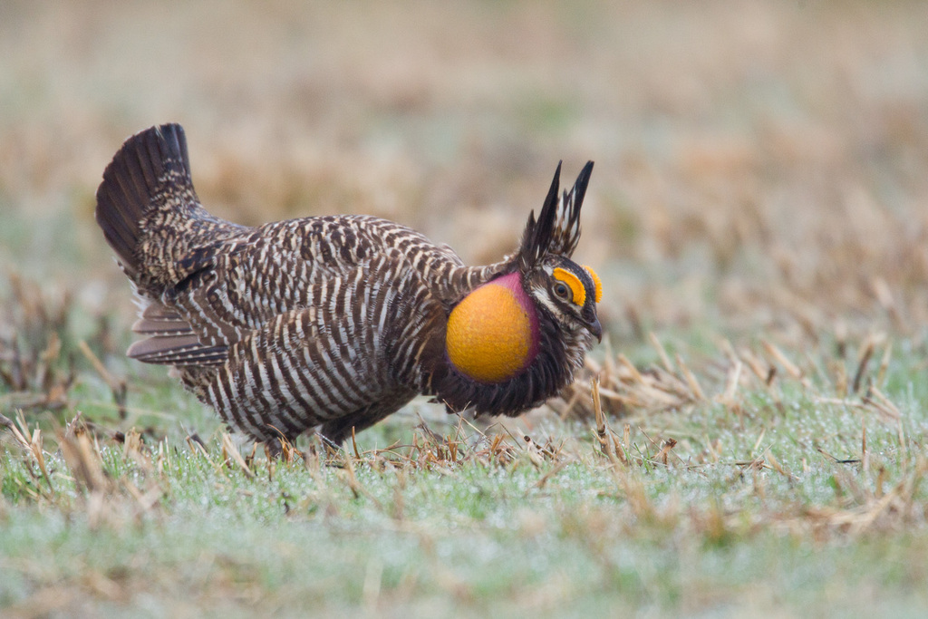 Prairie-Chickens and Sharp-tailed Grouse (Tympanuchus) - Avian Discovery