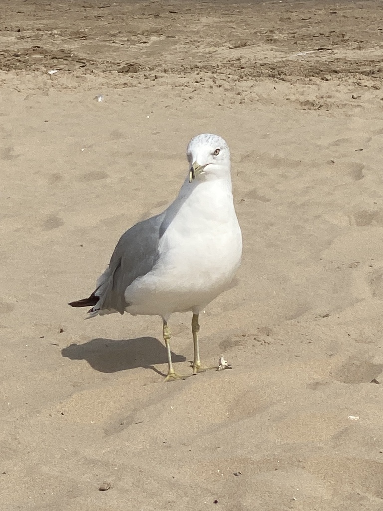 Ring-billed Gull from Montrose Beach, IL, US on September 02, 2022 at ...