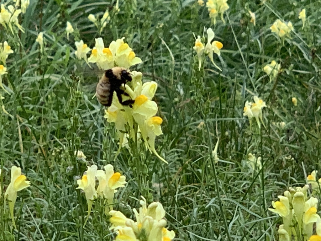 Northern Amber Bumble Bee in September 2022 by loral · iNaturalist