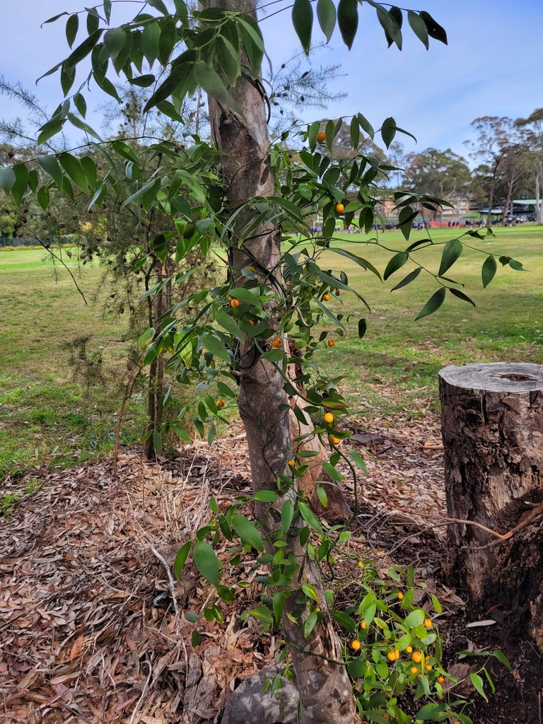 Wombat Berry from Galston NSW 2159, Australia on September 8, 2022 at ...