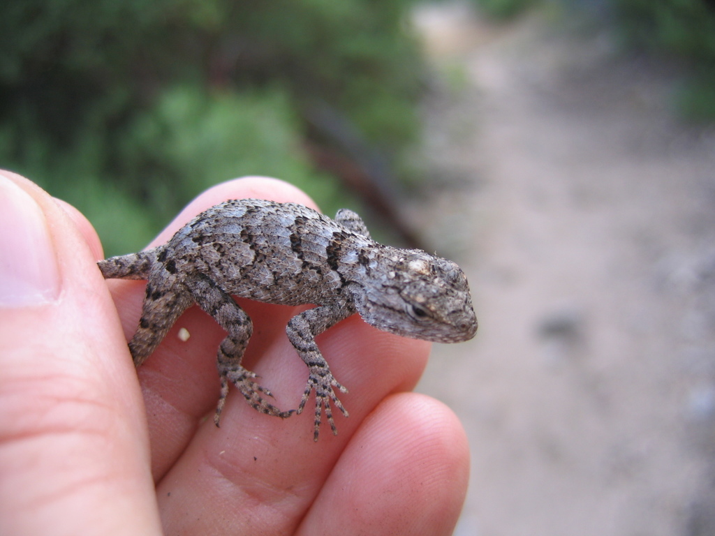Clark's Spiny Lizard from Sierra Vista Southeast, AZ, USA on September ...