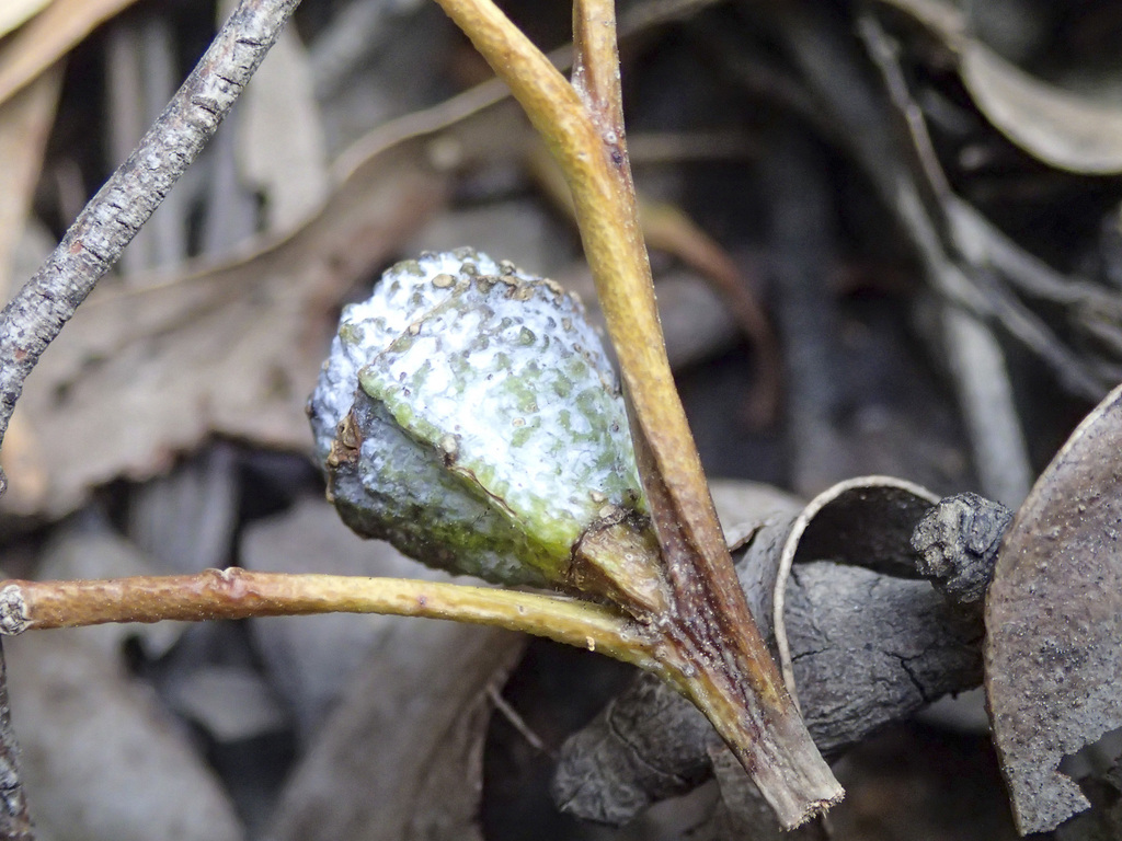 Tasmanian Blue Gum from Balook VIC 3971, Australia on November 15, 2012 ...