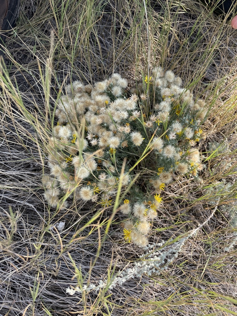 Spiny Goldenweed from Varsity Village, Lethbridge, AB, CA on September ...
