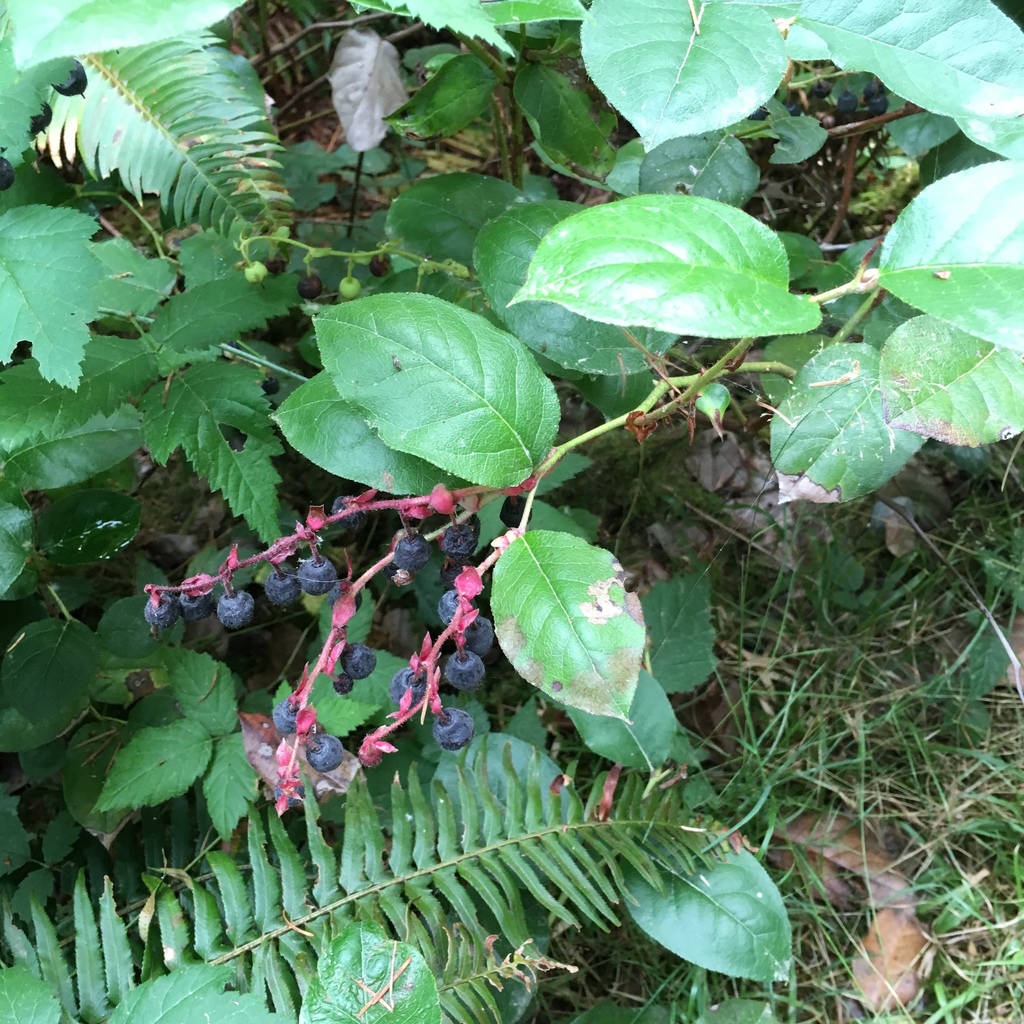salal from Cherry Creek Falls Trail, Duvall, King County, Washington ...