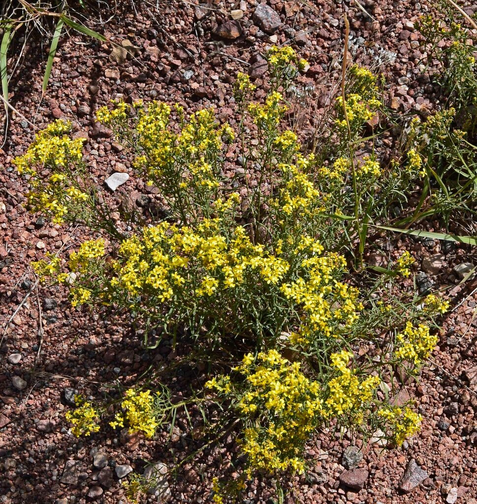 Broom Snakeweed from El Paso, Colorado, United States on September 13 ...