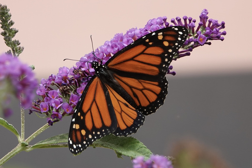 Monarch from Pocatello, ID, USA on September 14, 2022 at 12:49 PM by ...