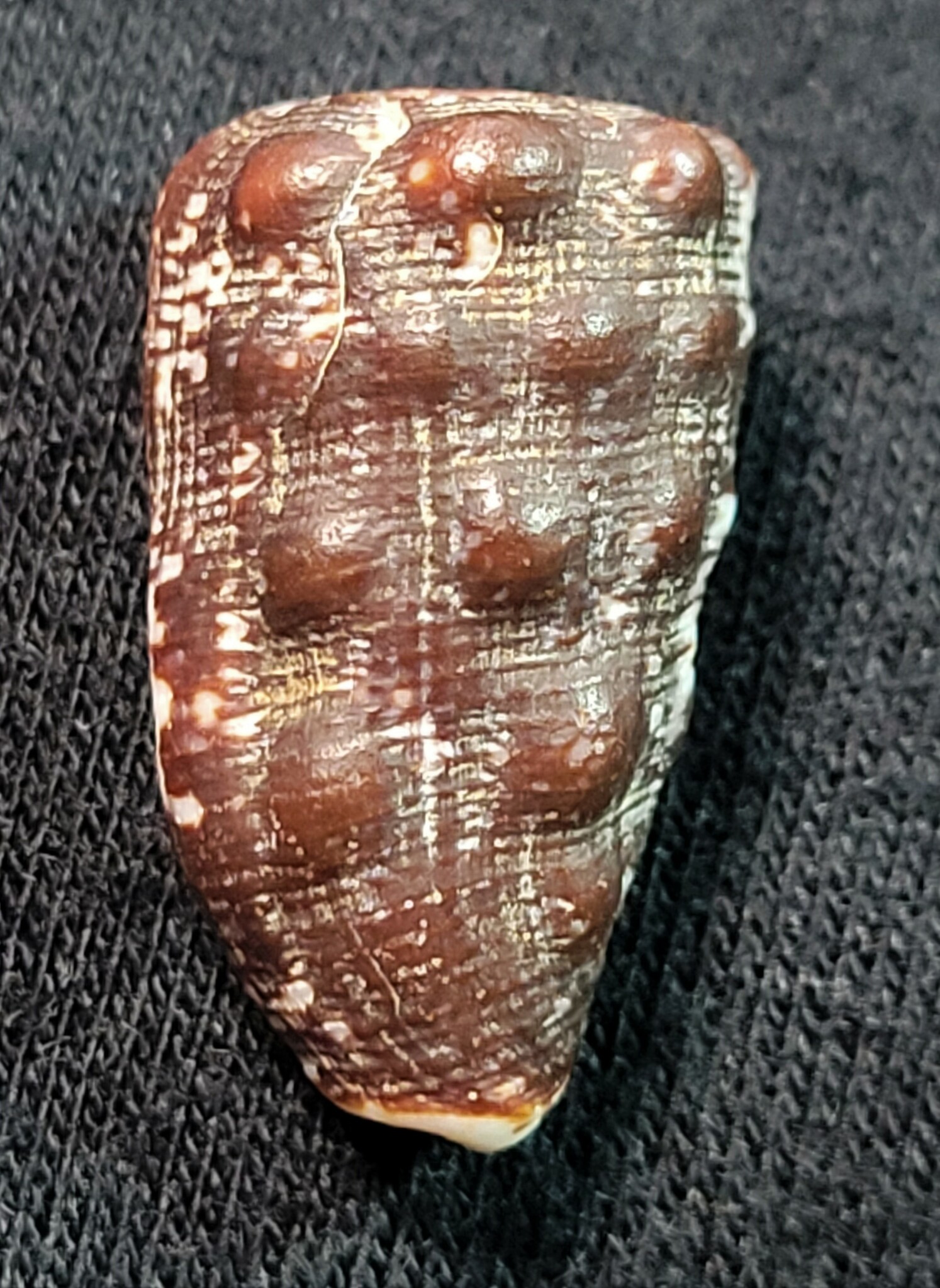 Morum tuberculosum (Reeve, 1842)