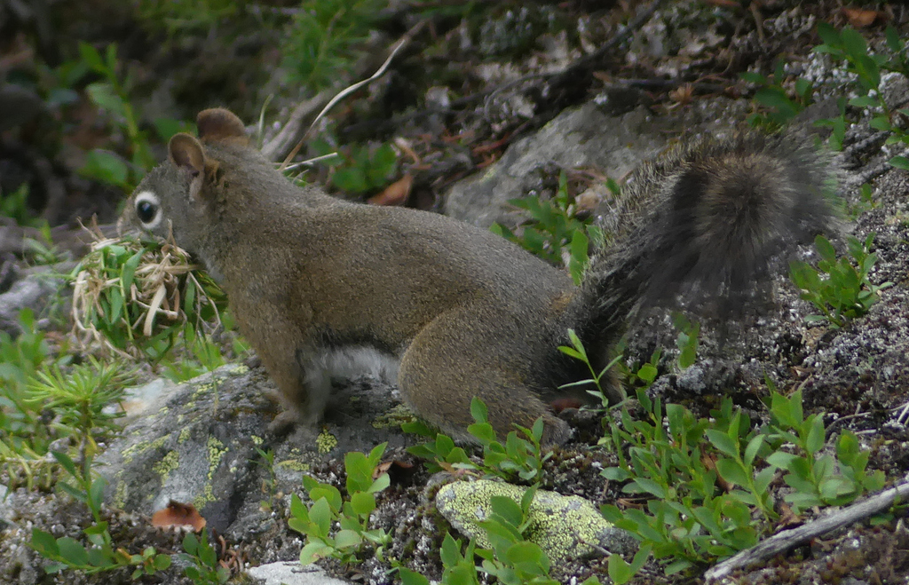 Southwestern Red Squirrel from Chaffee, Colorado, United States on July ...