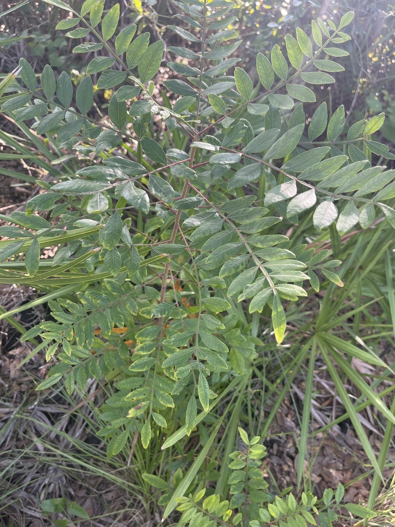 shining sumac from Starkey Blvd, New Port Richey, FL, US on September ...