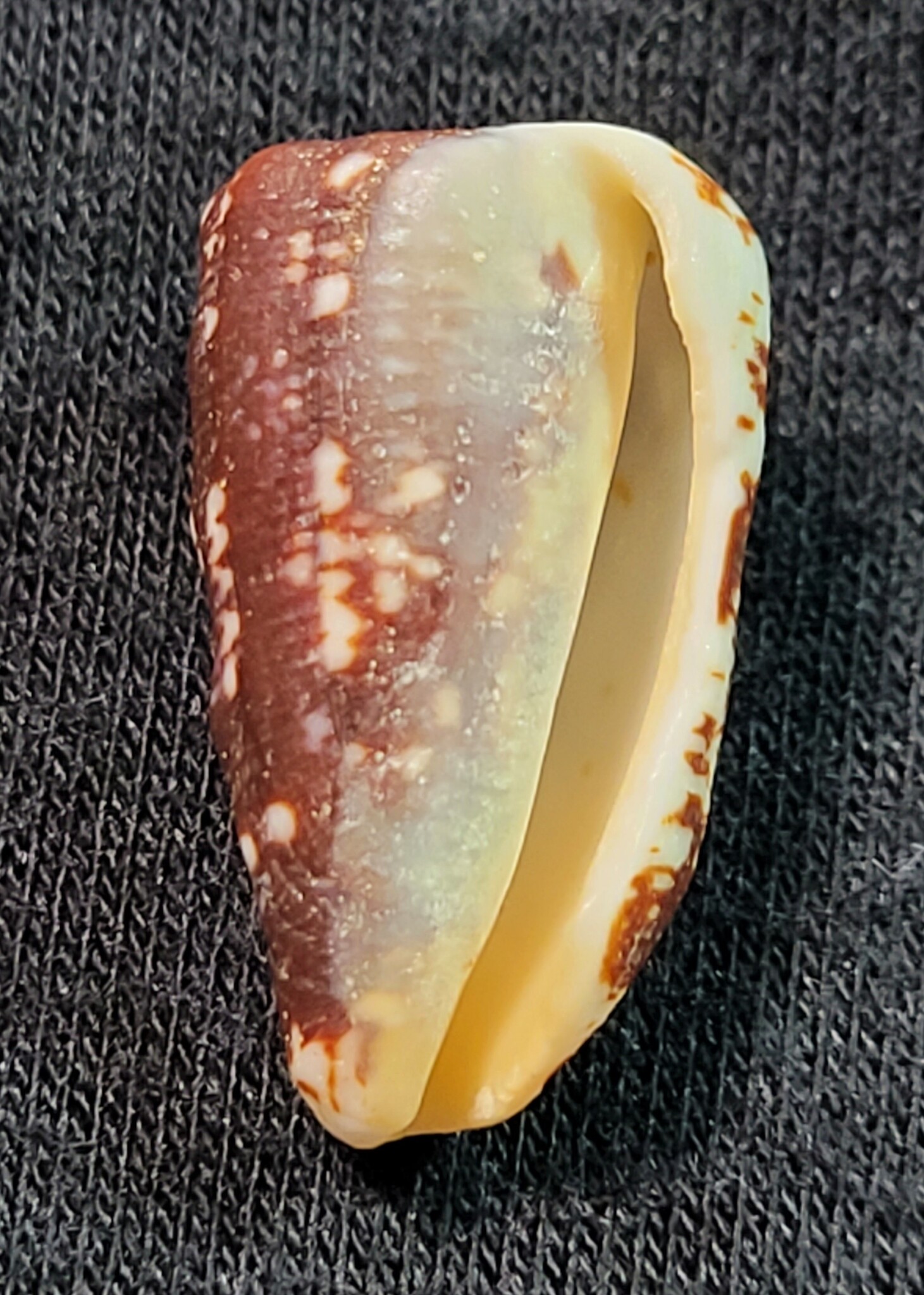 Morum tuberculosum (Reeve, 1842)