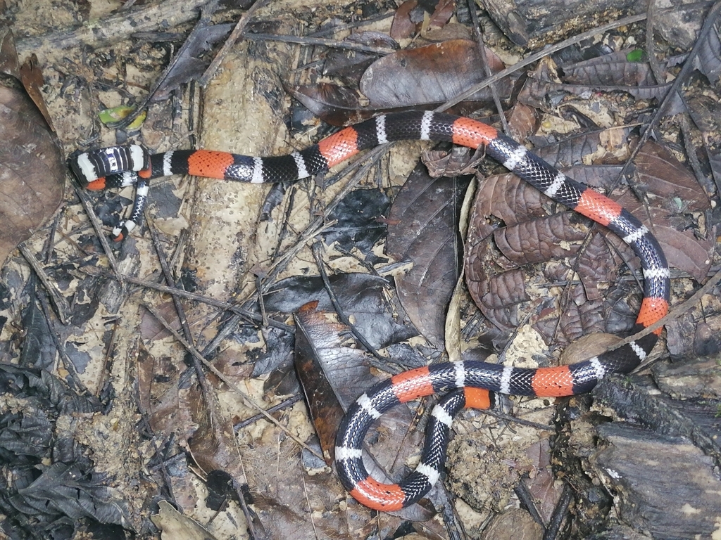 Trinidad Ribbon Coral Snake from Princes Town Regional Corporation ...