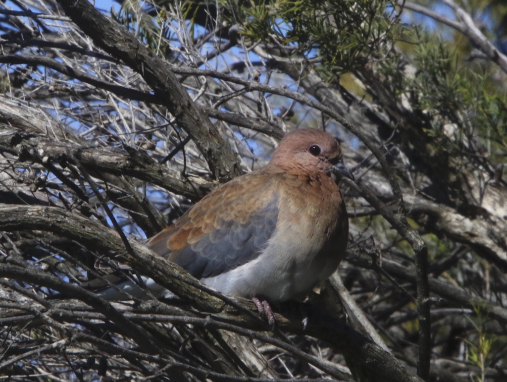 Laughing Dove from Perth WA, Australia on September 08, 2022 at 11:18 ...