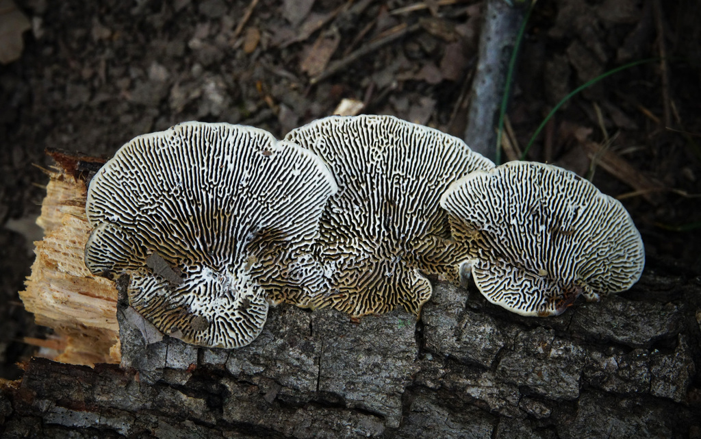 Thin-walled Maze Polypore from Ritchie Cemetery on September 14, 2022 ...