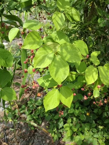 Genus Illigera · iNaturalist