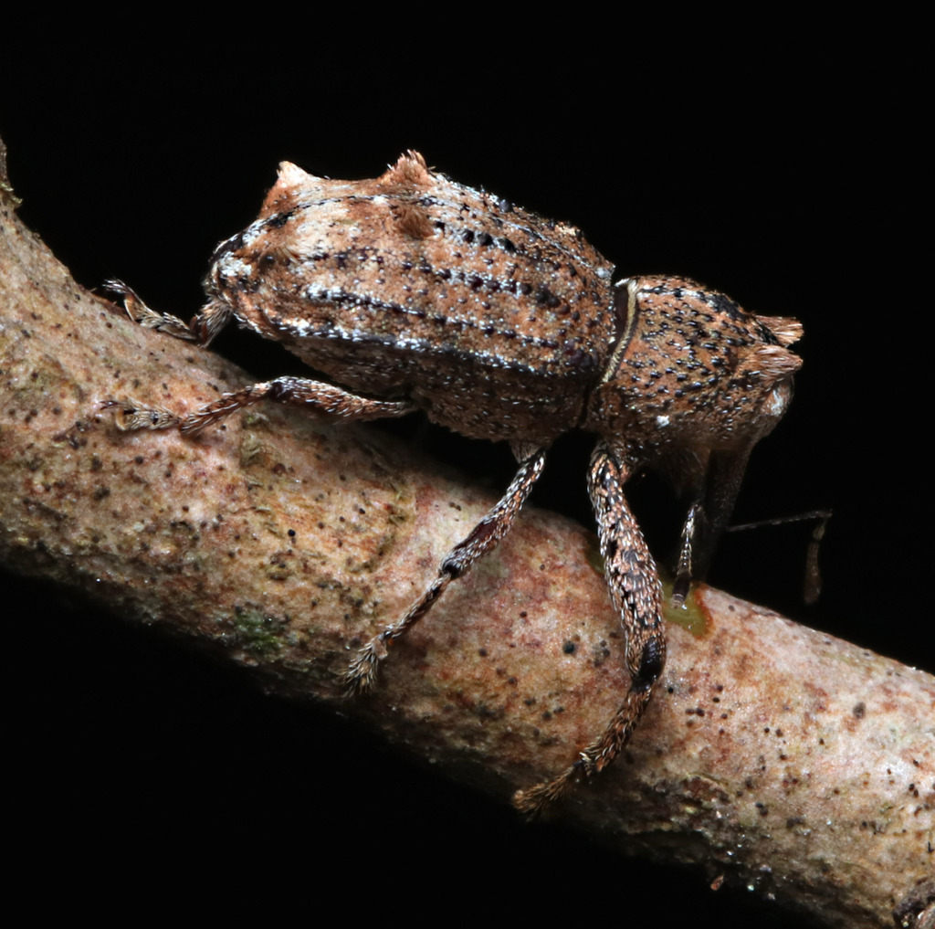Elephant Weevil in September 2022 by juliegraham173 · iNaturalist