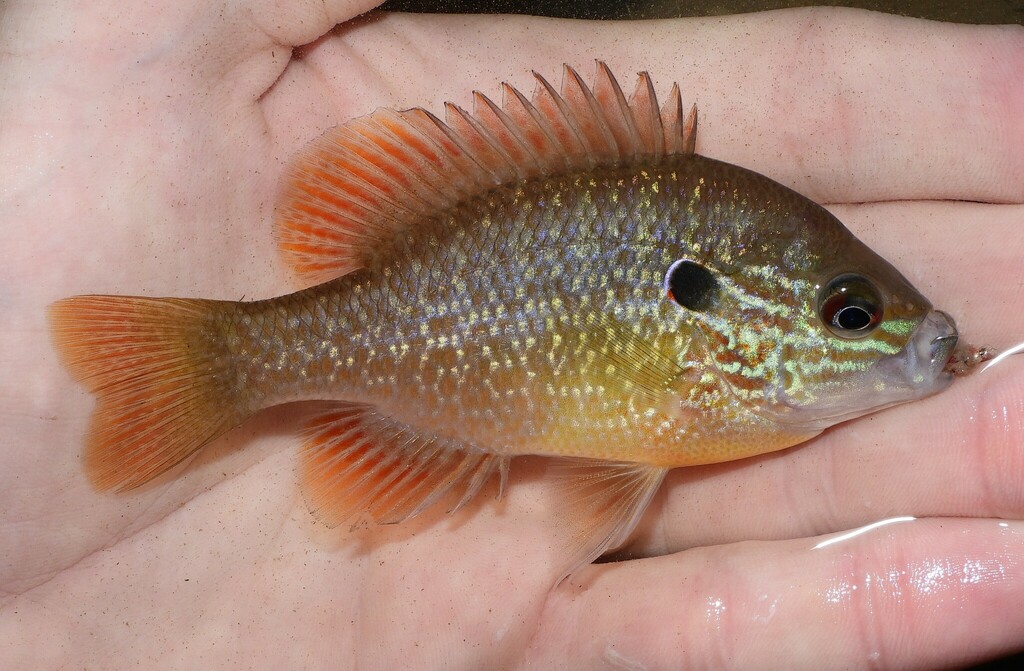 Longear Sunfish Complex (Lepomis megalotis) - Marine Life Identification
