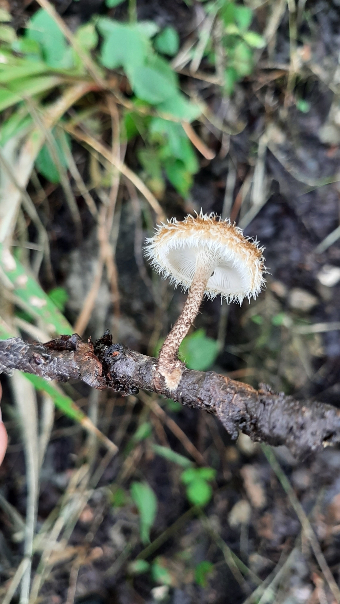 Lentinus berteroi (Fr.) Fr.