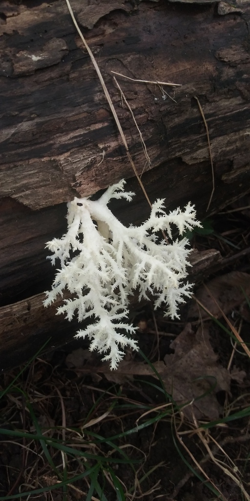 Coral tooth fungus in September 2022 by jim. Beautiful and delicious ...