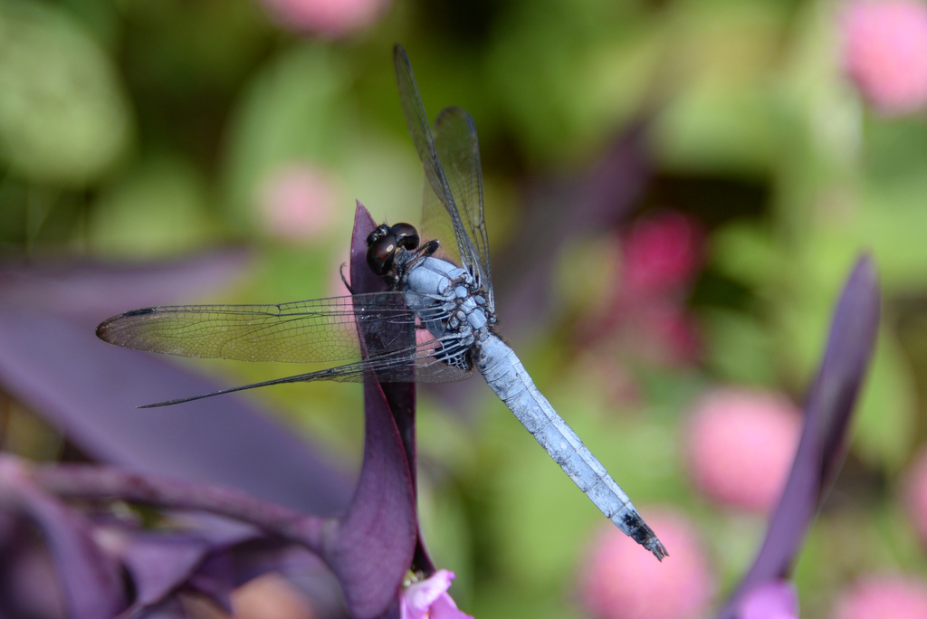 Greater Blue Skimmer in September 2022 by Alan Broderick · iNaturalist