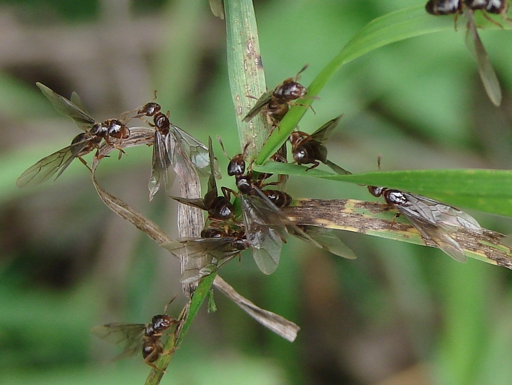 Common Citronella Ant from Cross Plains, WI 53528, USA on September 17 ...