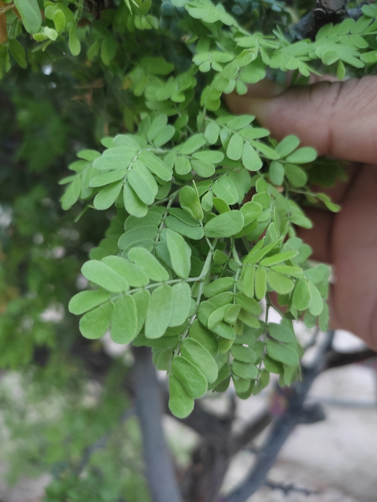 Dog Poop Bush from 23477 Las Palmas, B.C.S., México on September 14 ...