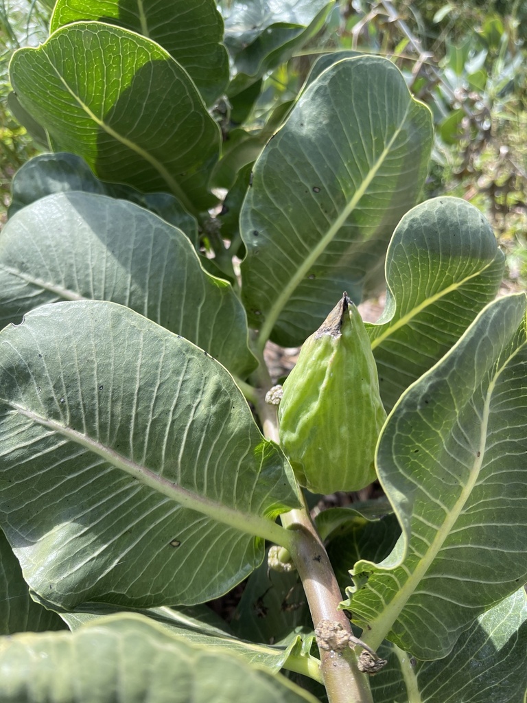 broadleaf milkweed from Salinas Pueblo Missions National Monument (Abó ...