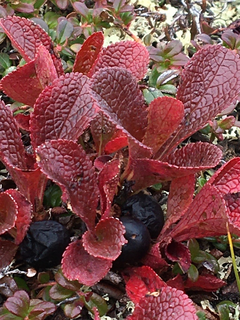 alpine bearberry from Yukon, Canada on August 31, 2022 at 01:01 PM by ...