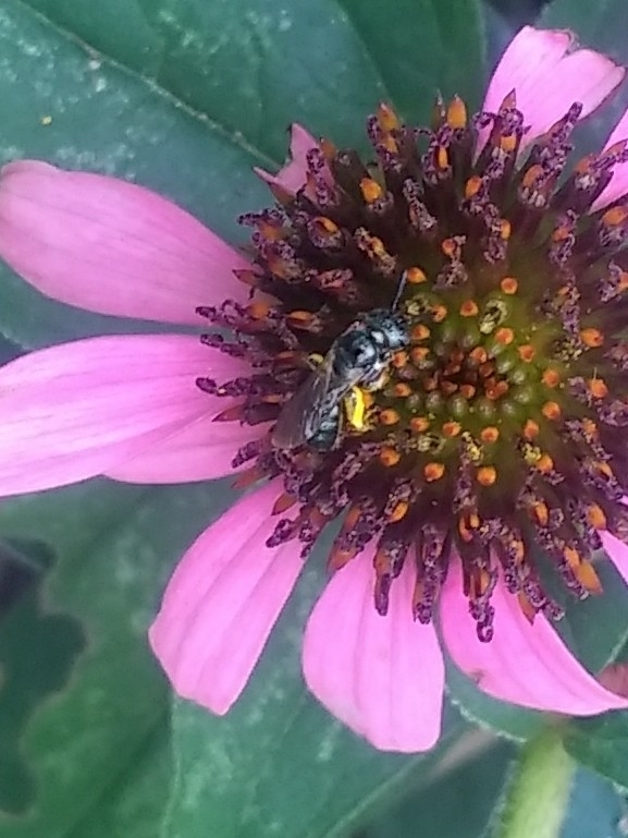 Bees in September 2022 by Pam Phillips. On echinacea · iNaturalist