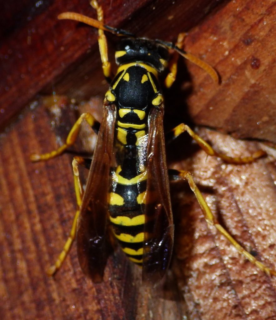 European Paper Wasp from Schuyler County, NY, USA on August 11, 2018 at ...