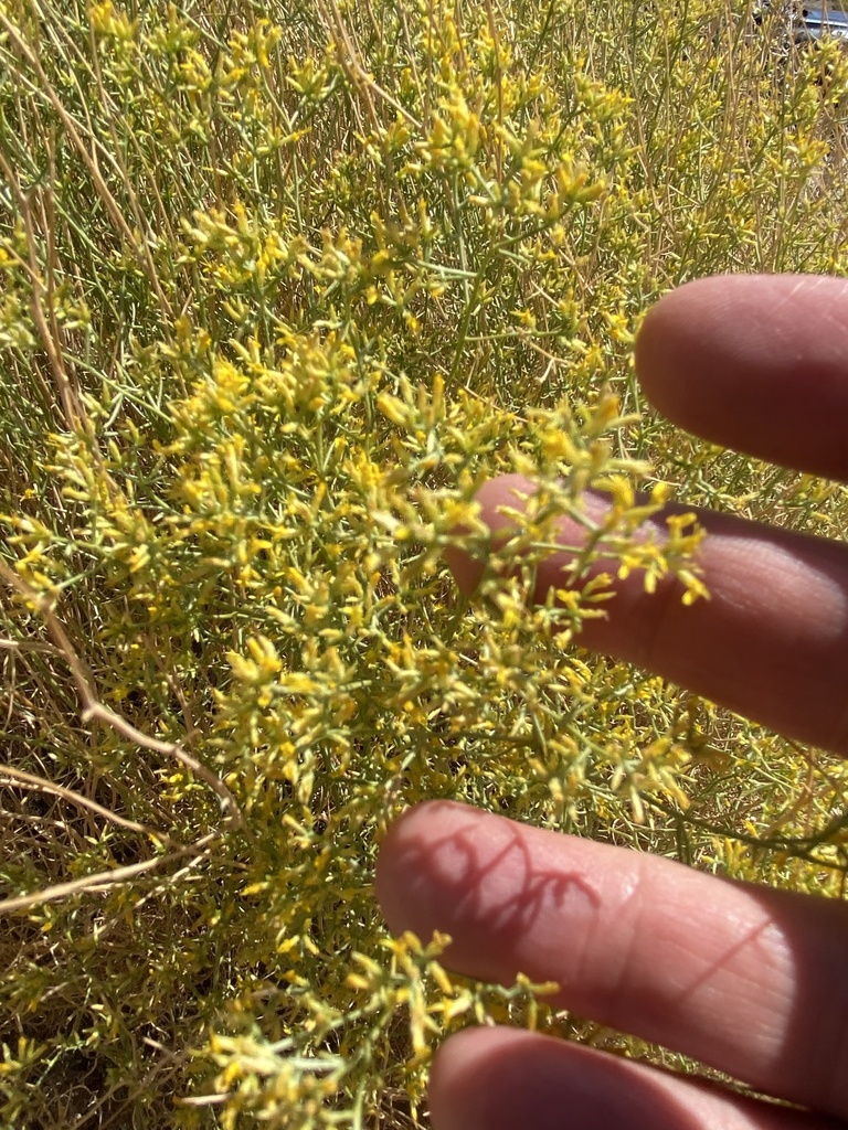 sticky snakeweed from Red Rock Canyon National Conservation Area, Blue ...