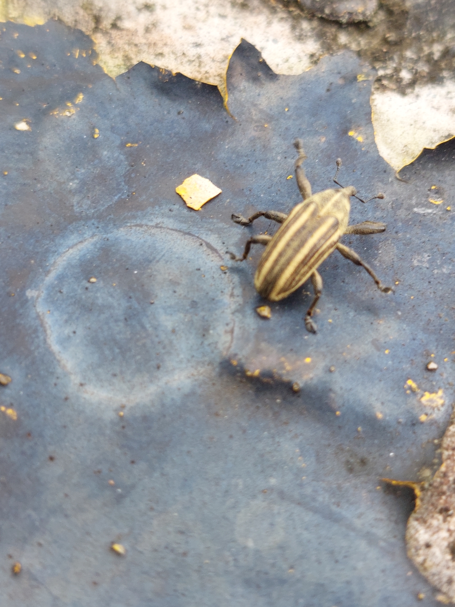 Sternuchopsis waltoni (Boheman, 1844)