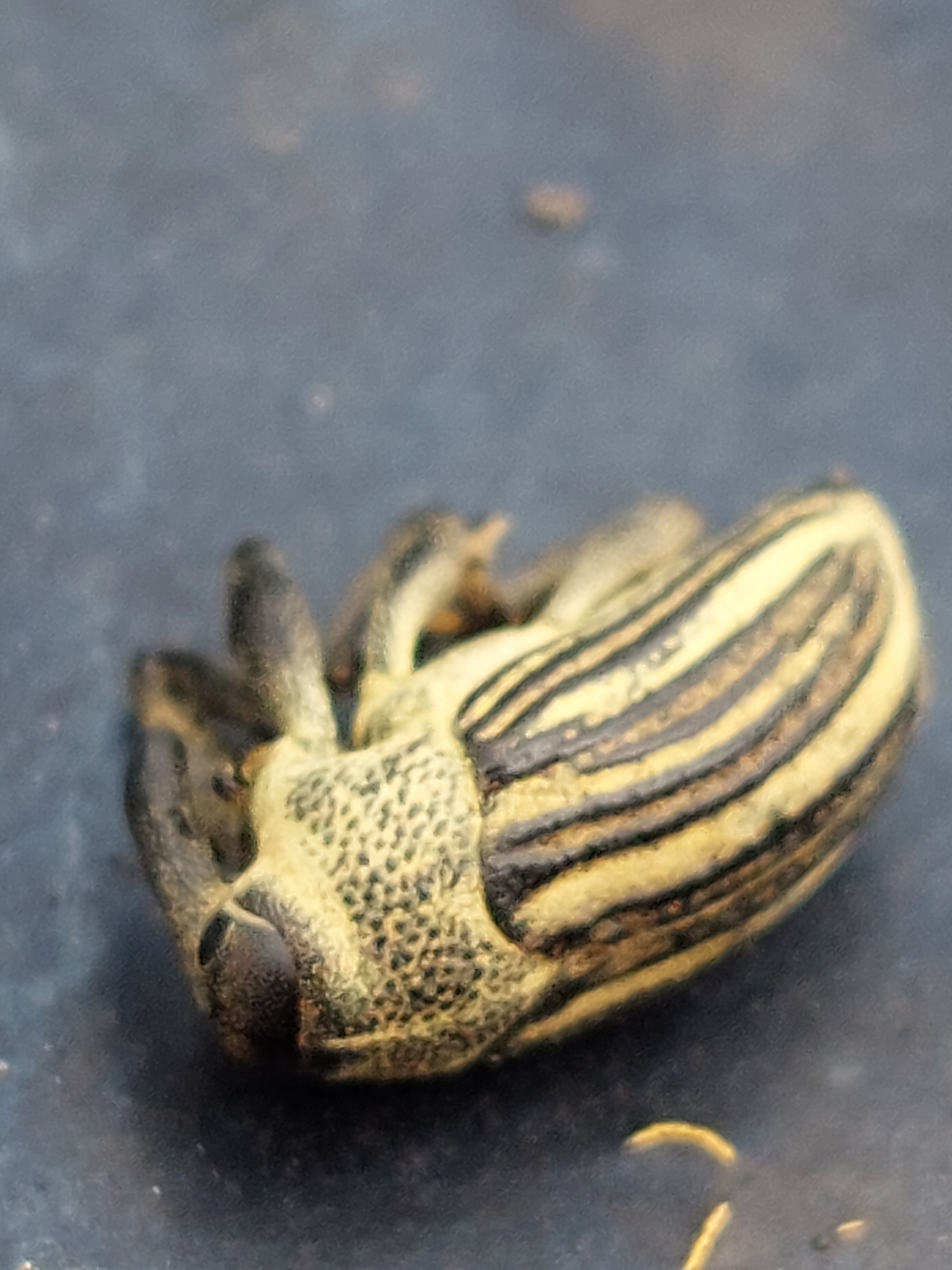 Sternuchopsis waltoni (Boheman, 1844)