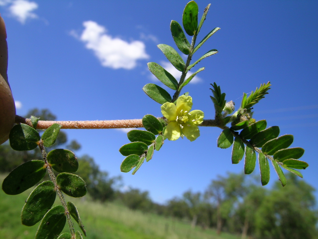 puncture vine (Pohakuloa Training Area) · iNaturalist