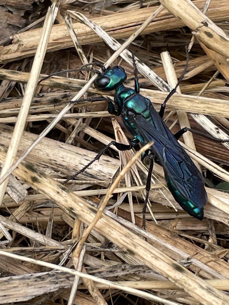 Steel-blue Cricket-hunter Wasp from Lyons Valley Rd, Jamul, CA, US on ...