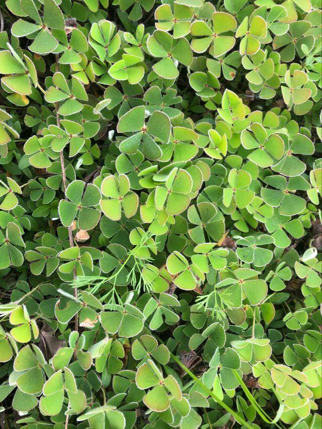 Common Nardoo from Prenzlau QLD 4311, Australia on September 15, 2022 ...