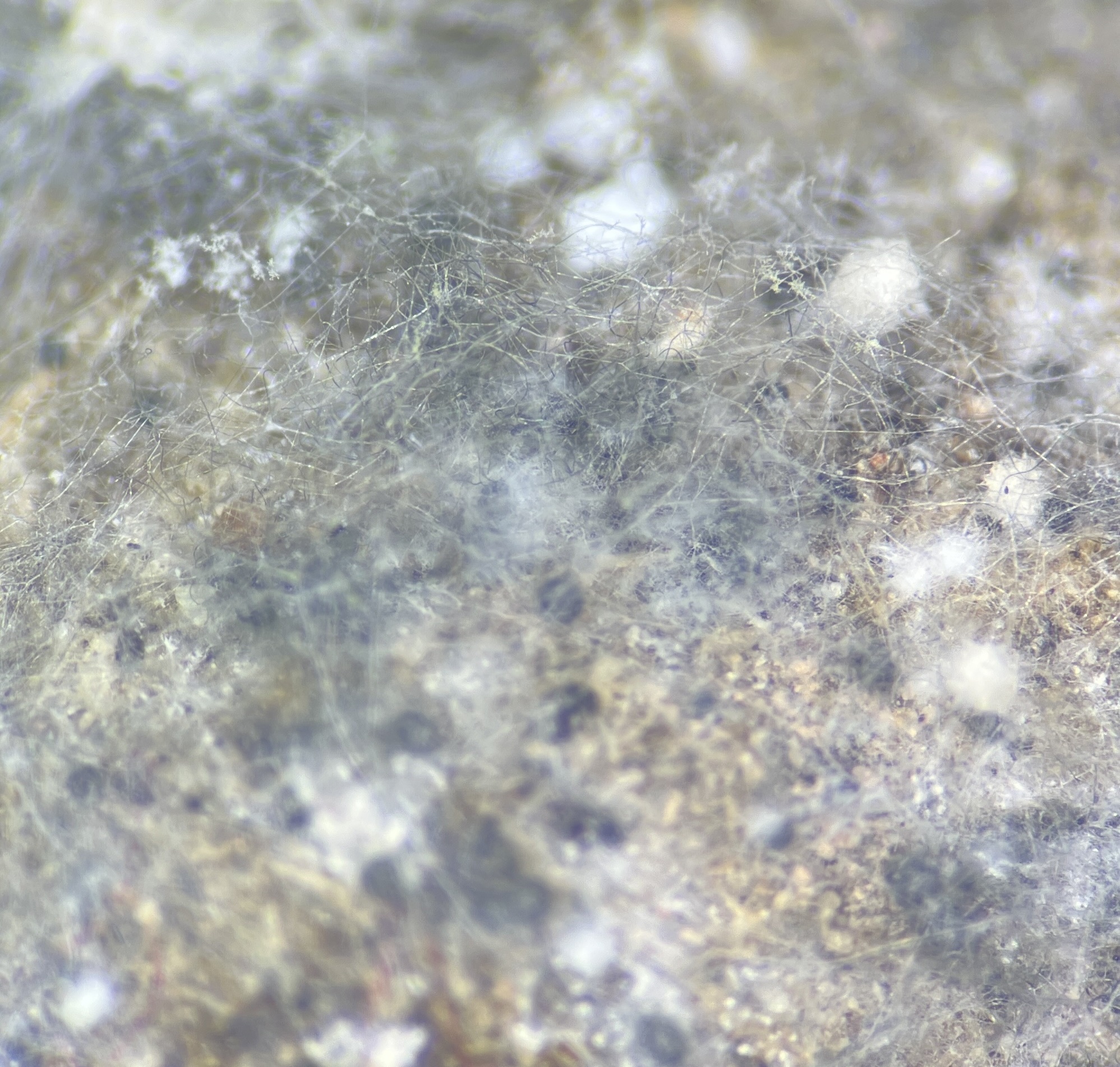 Zopfiella G.Winter, 1884