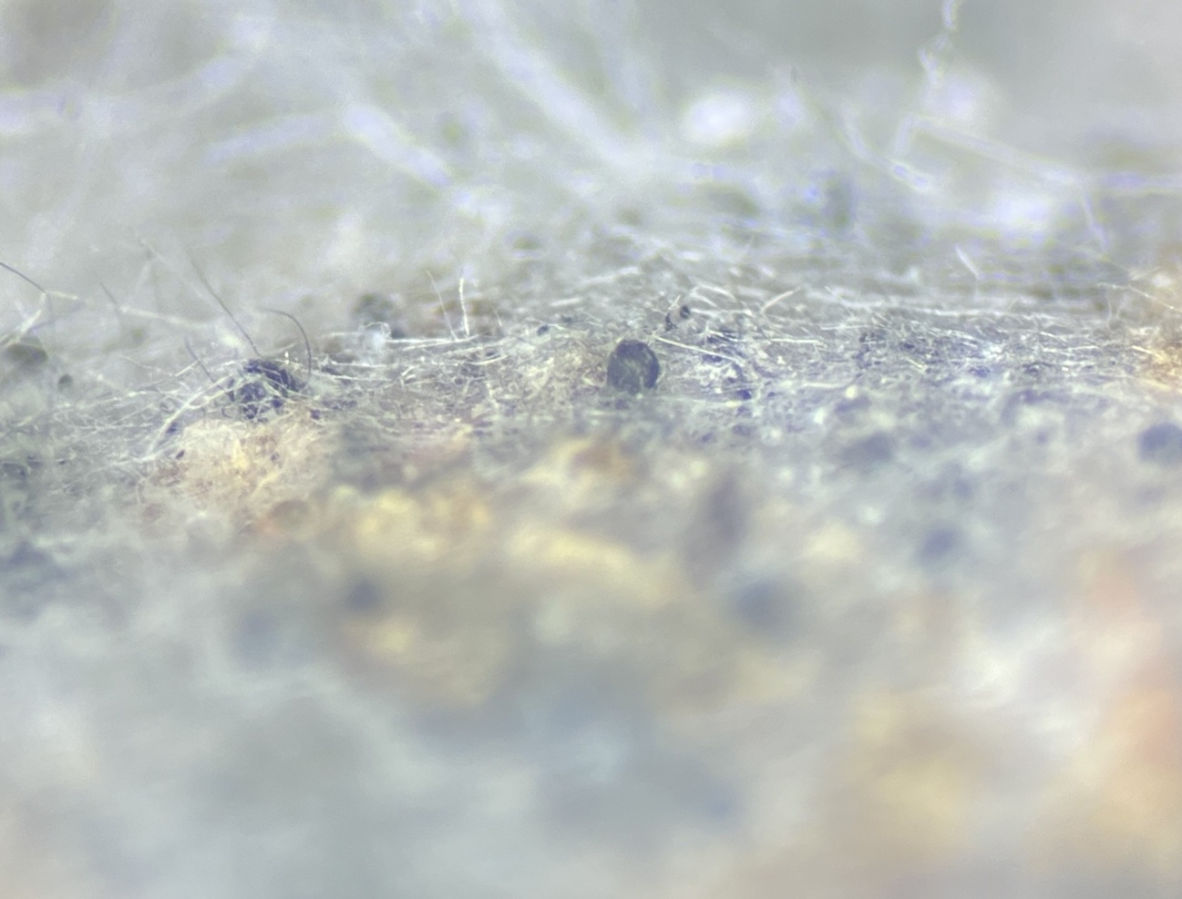 Zopfiella G.Winter, 1884