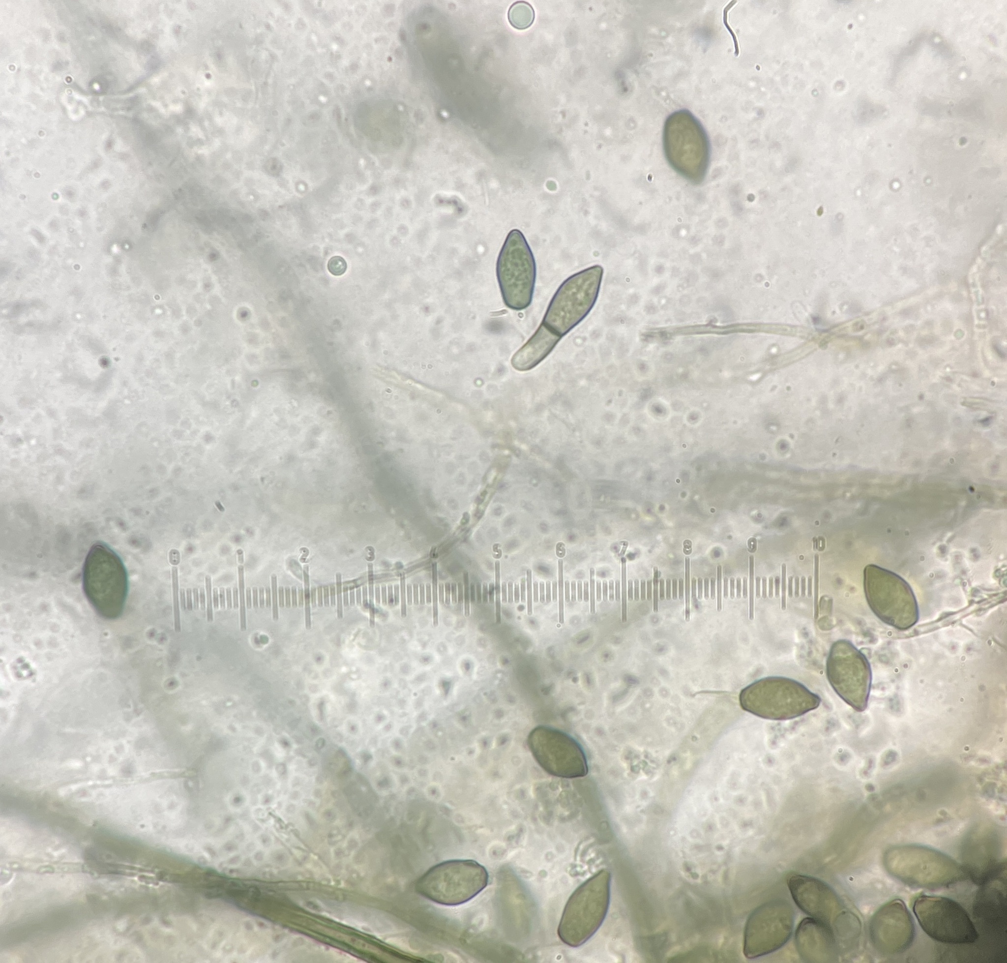 Zopfiella G.Winter, 1884